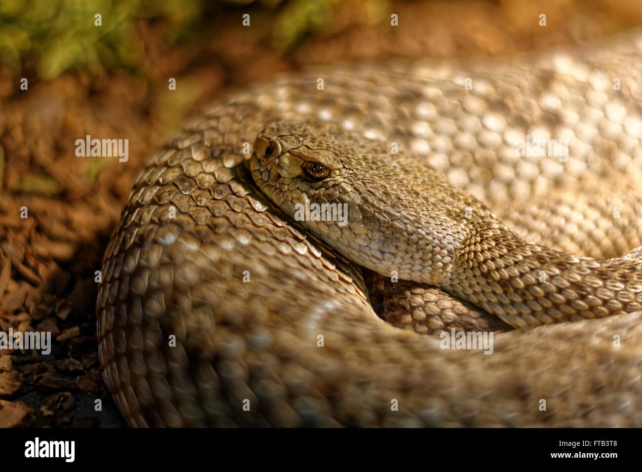 Snake in the terrarium - Levantine viper Stock Photo - Alamy