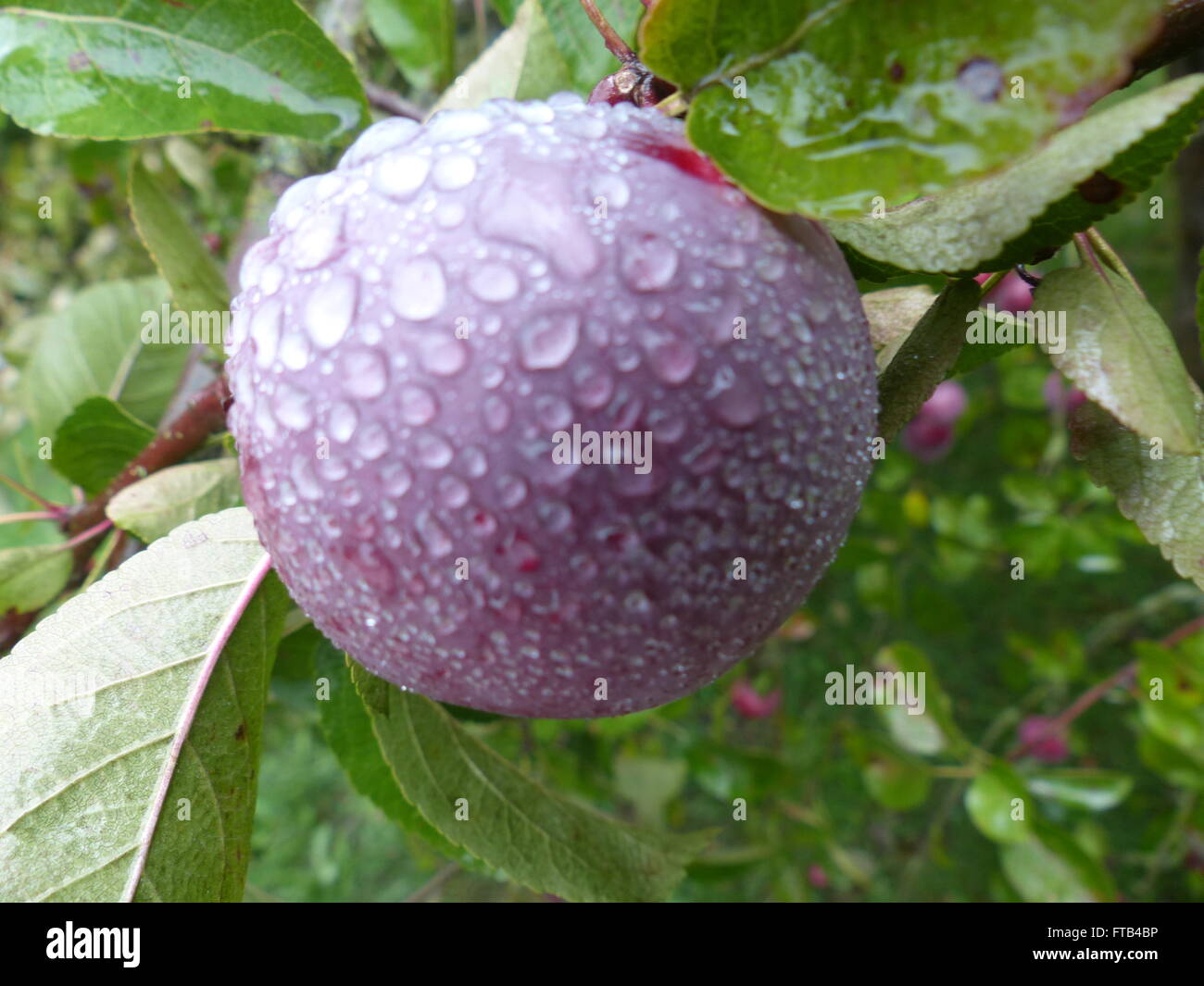 Ready for the rain hi-res stock photography and images - Alamy