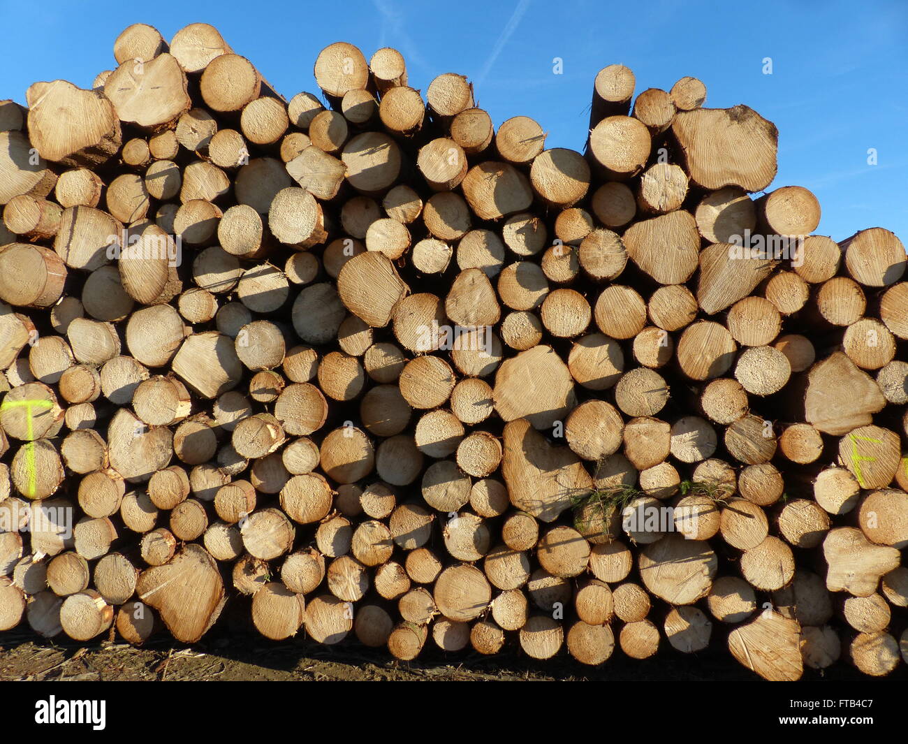 Spruce logs hi-res stock photography and images - Alamy