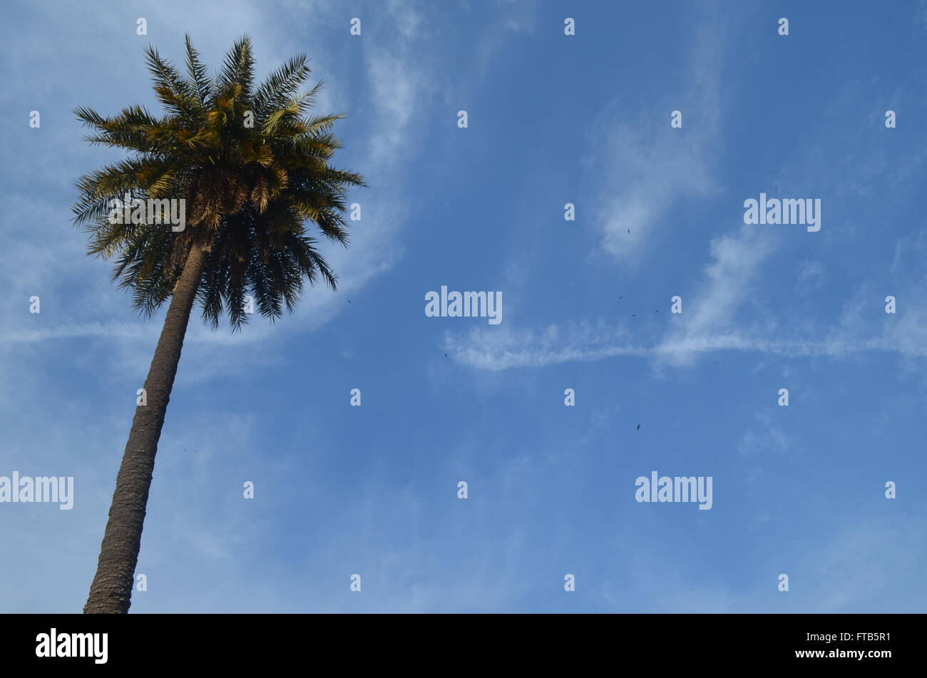 Tall palm tree hi-res stock photography and images - Alamy