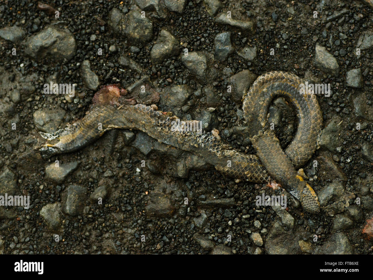Snakes of karnataka hi-res stock photography and images - Alamy