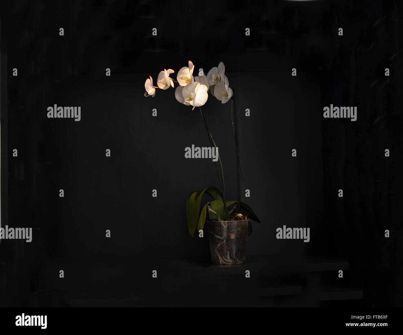White orchid flowers in pot against dark wall, chiaroscuro style Stock ...