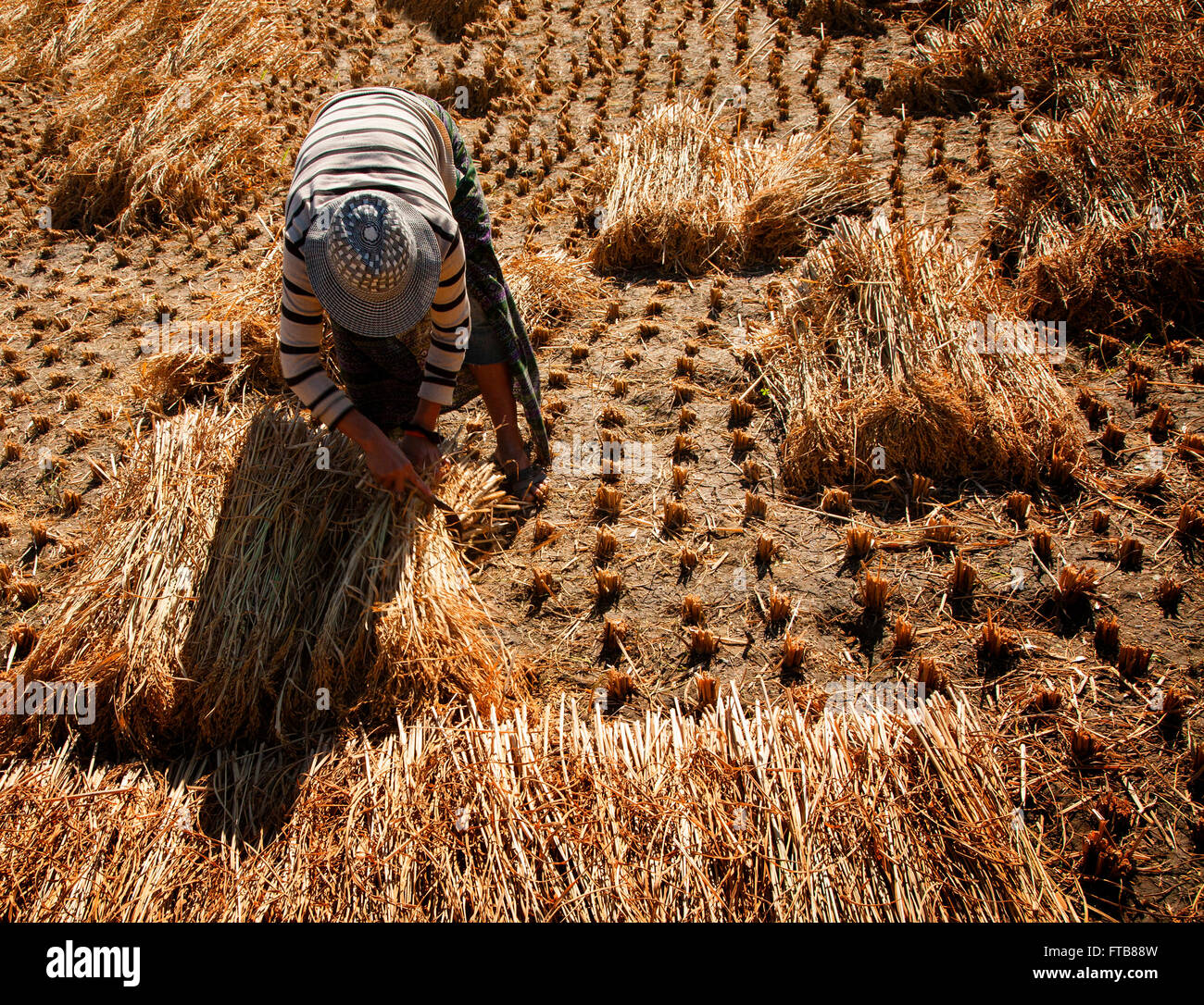 Work in a rice field hi-res stock photography and images - Alamy