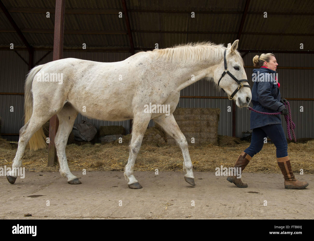 White Racehorse High Resolution Stock Photography and Images - Alamy