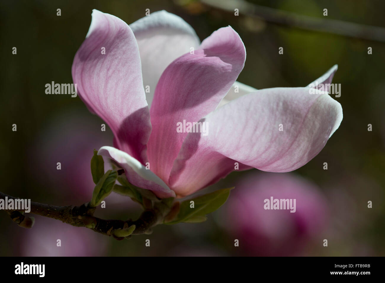 Magnolia flowering hi-res stock photography and images - Alamy