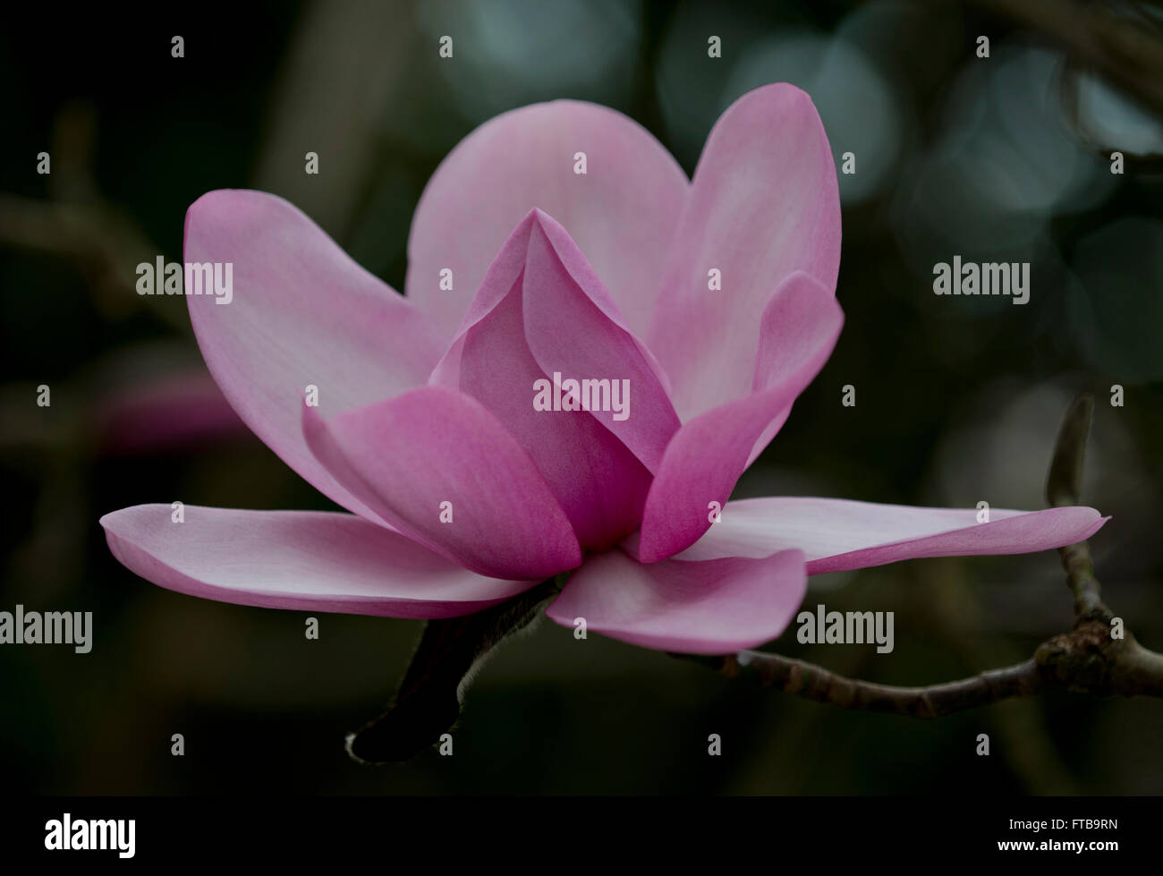 Magnolia campbellii at Kew Gardens, London, UK in March Stock Photo - Alamy