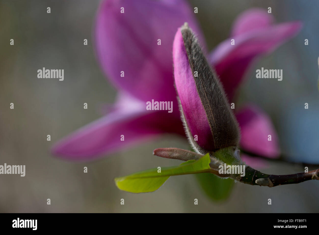 Magnolia up close hi-res stock photography and images - Alamy