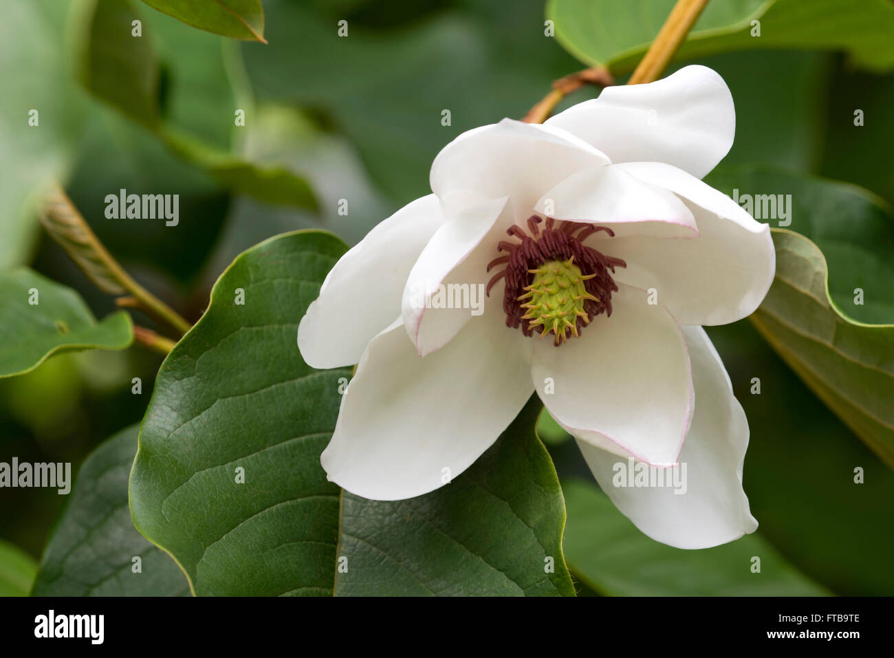 Magnolia globosa a pink tinged creamy magnolia flowering in June at ...
