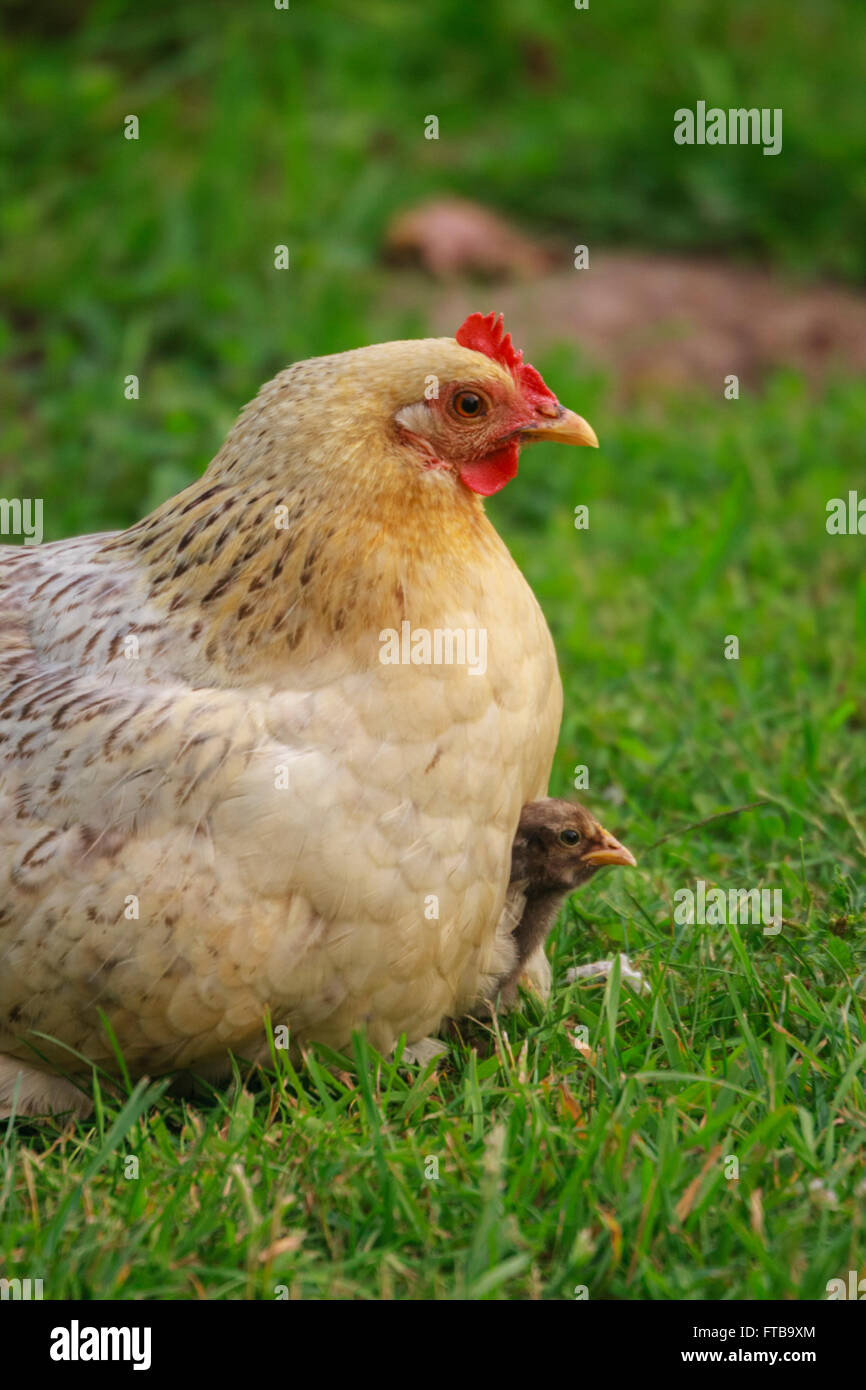 Chicken with a young chick emerging from under hens plumage Stock Photo ...