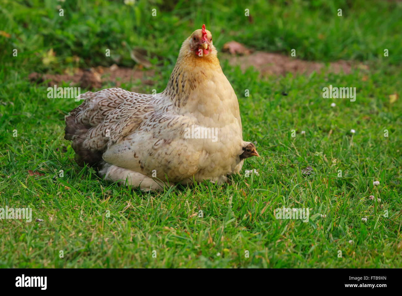 Chicken with a young chick emerging from under hens plumage Stock Photo ...