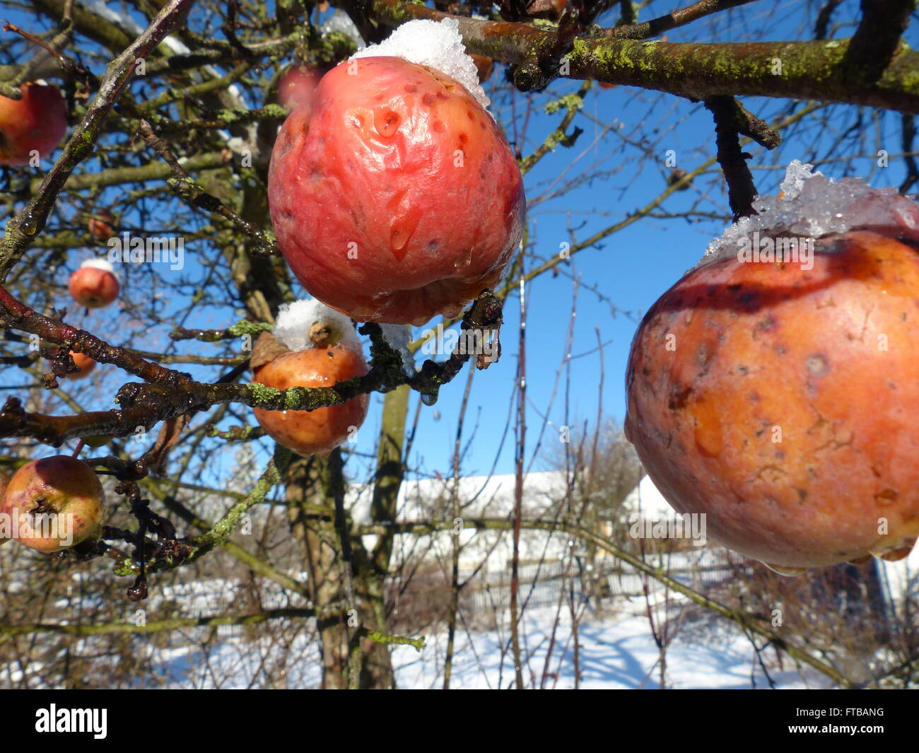 Rotten apples hi-res stock photography and images - Alamy
