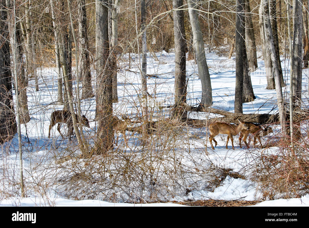 Winter Deer in the Woods Stock Photo - Alamy