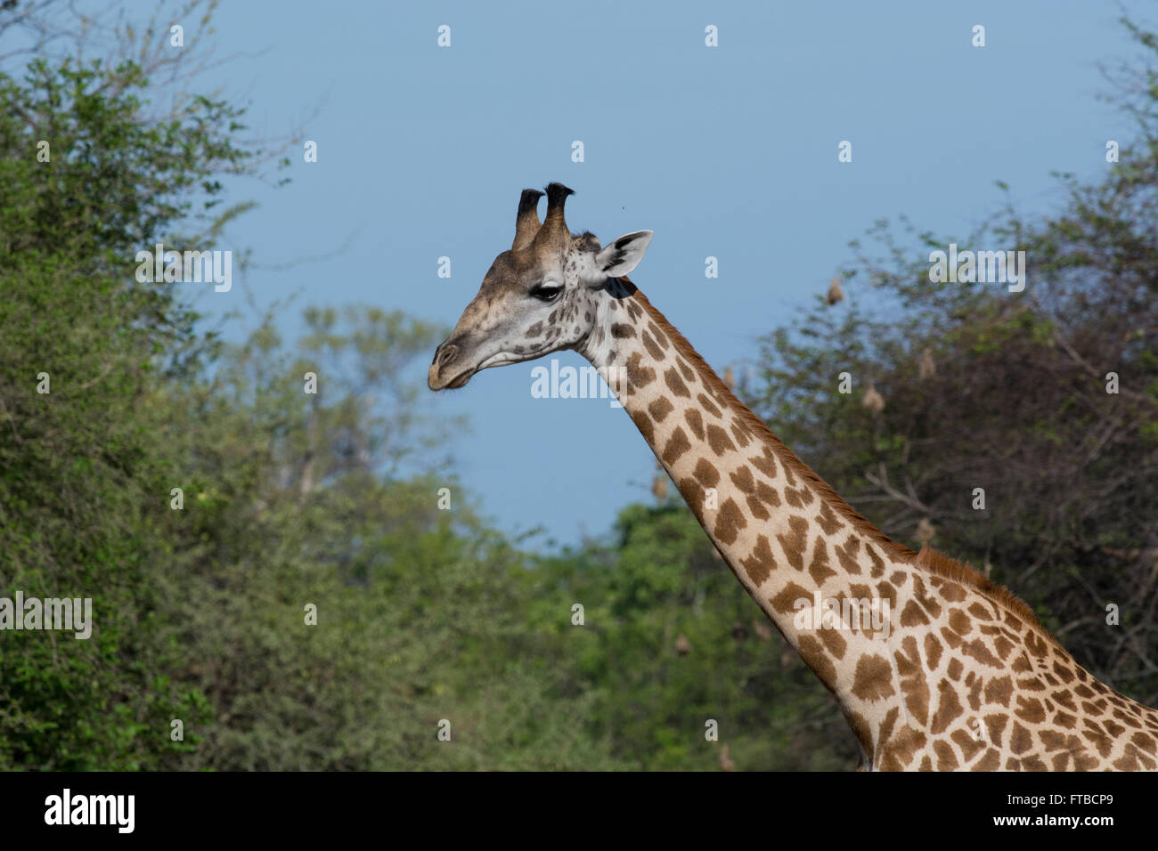 Zambia thornicroft's giraffe hi-res stock photography and images - Alamy