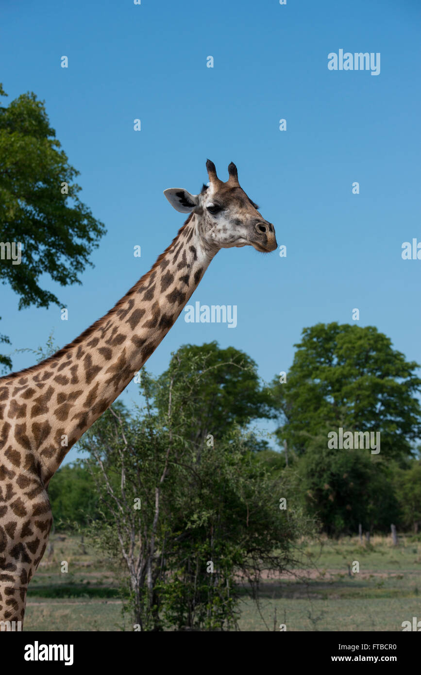 Zambia Thornicroft's Giraffe High Resolution Stock Photography and ...