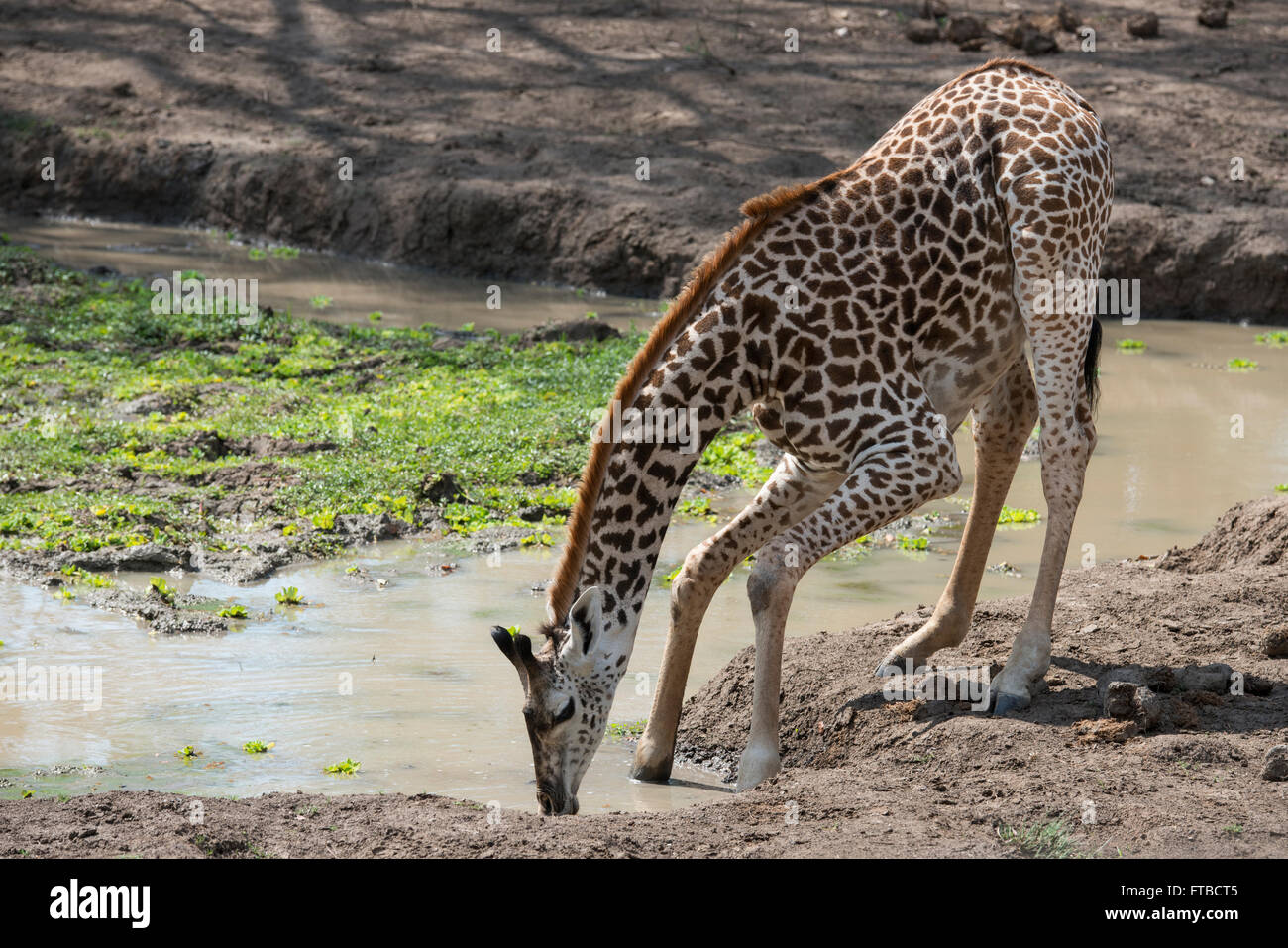 Zambia Thornicroft's Giraffe High Resolution Stock Photography and ...