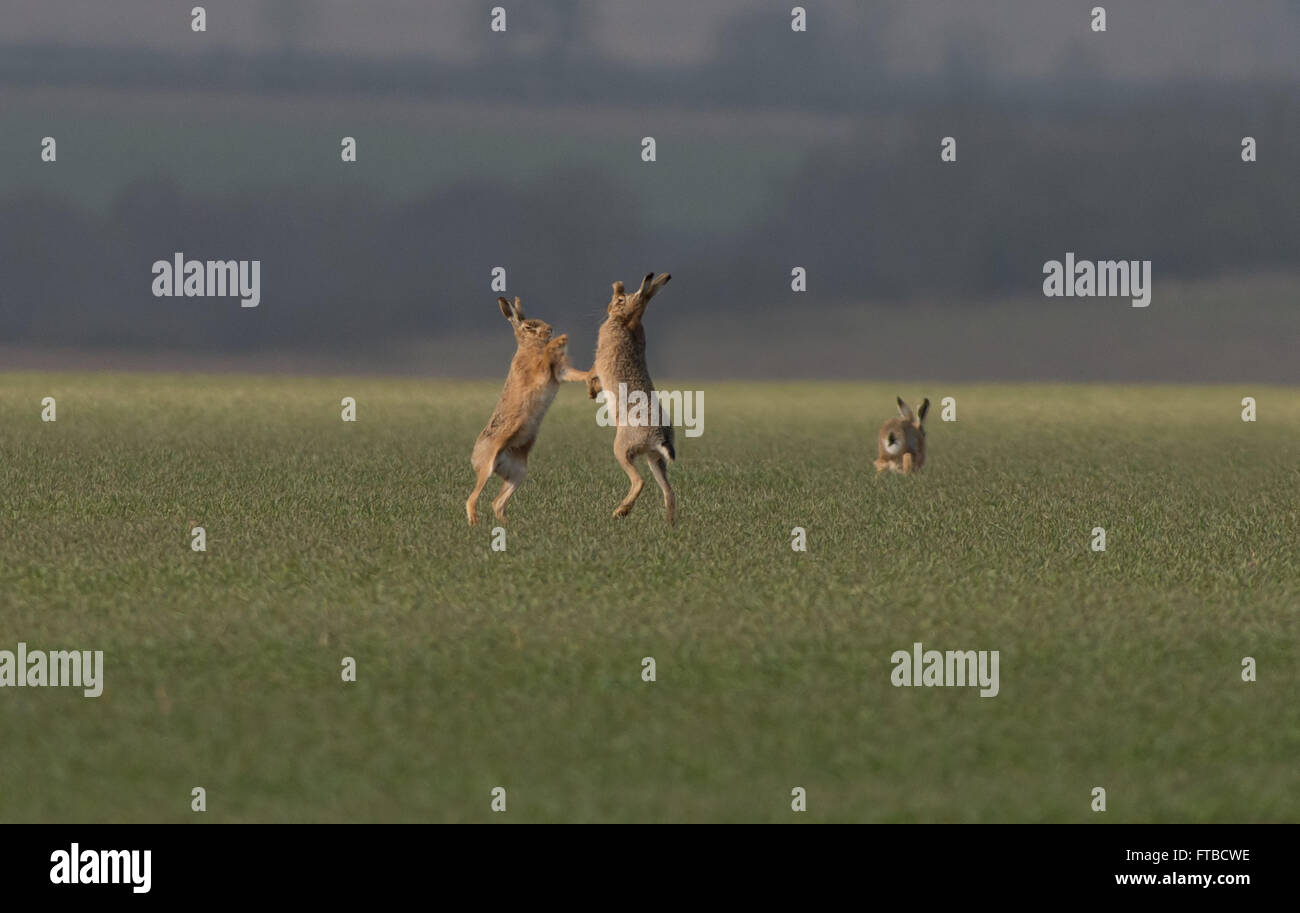 Boxing march hares hi-res stock photography and images - Alamy
