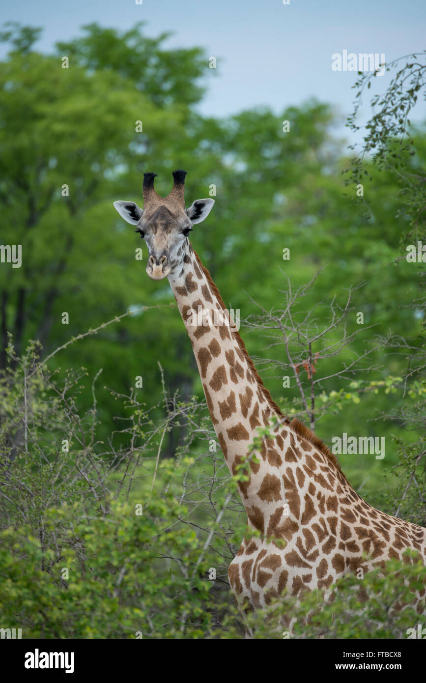 Thornicroft's Giraffe High Resolution Stock Photography and Images - Alamy