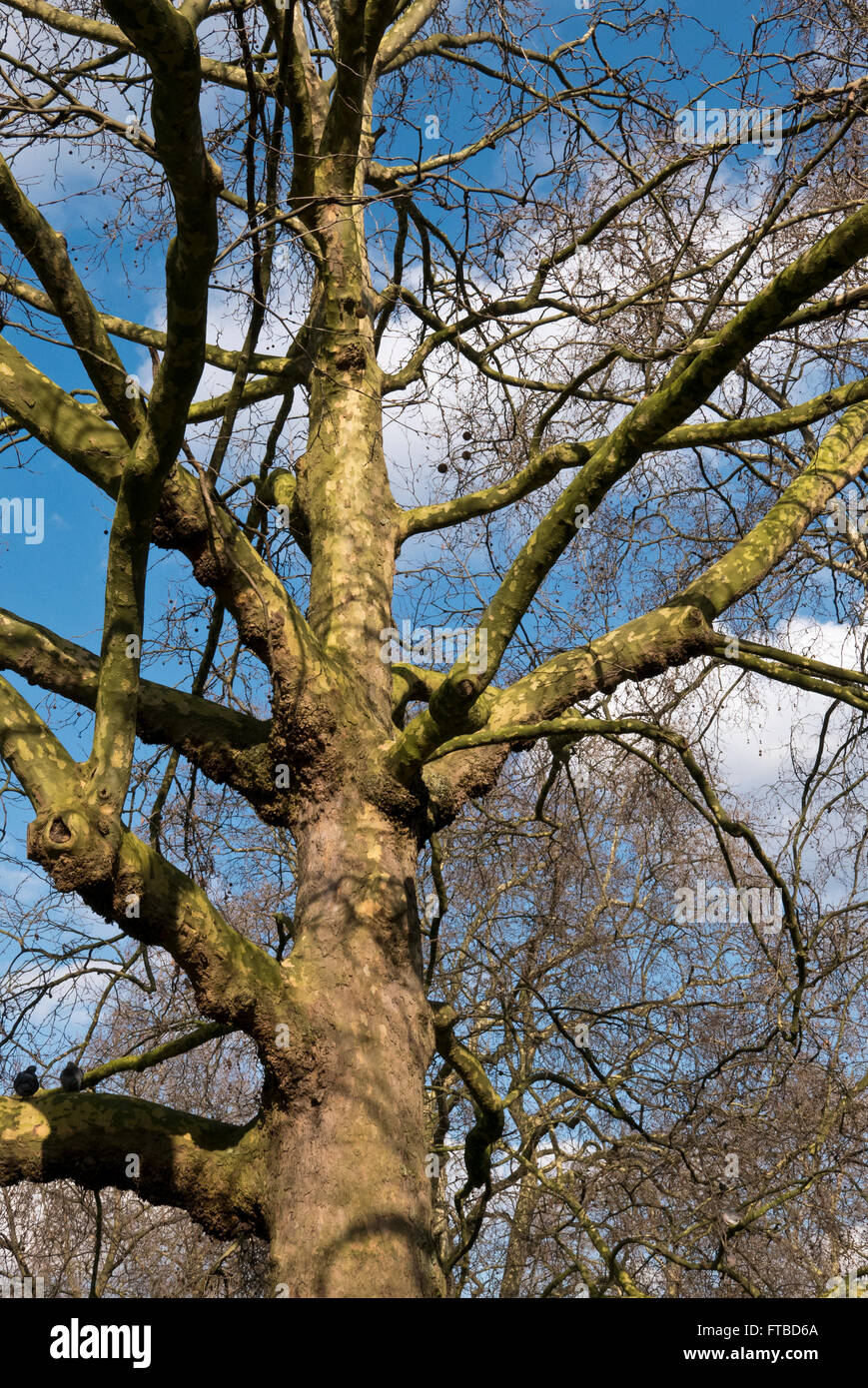 A tree shedding its bark in St James Park during the spring season in ...