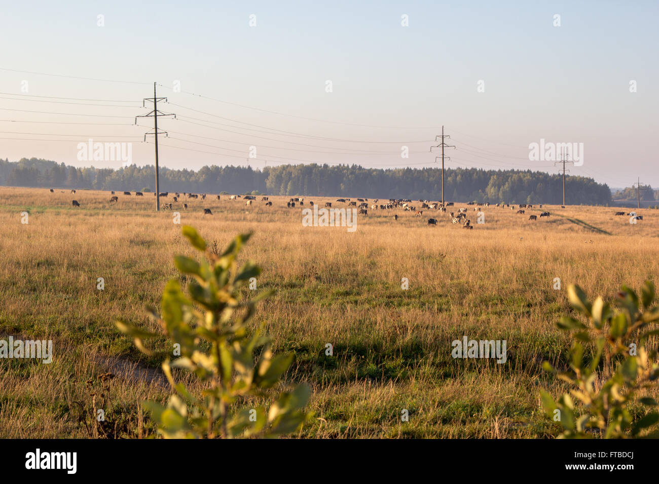 Green pasture sunrise hi-res stock photography and images - Alamy