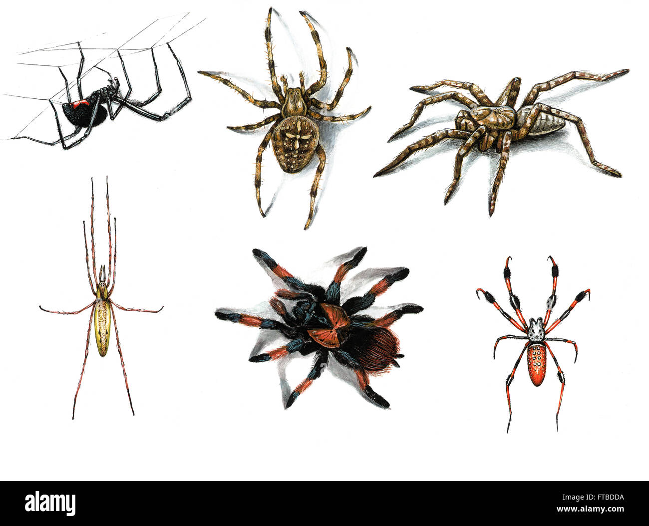 Arachnids Examples Animal Kingdom > Insects And Arachnids > Examples