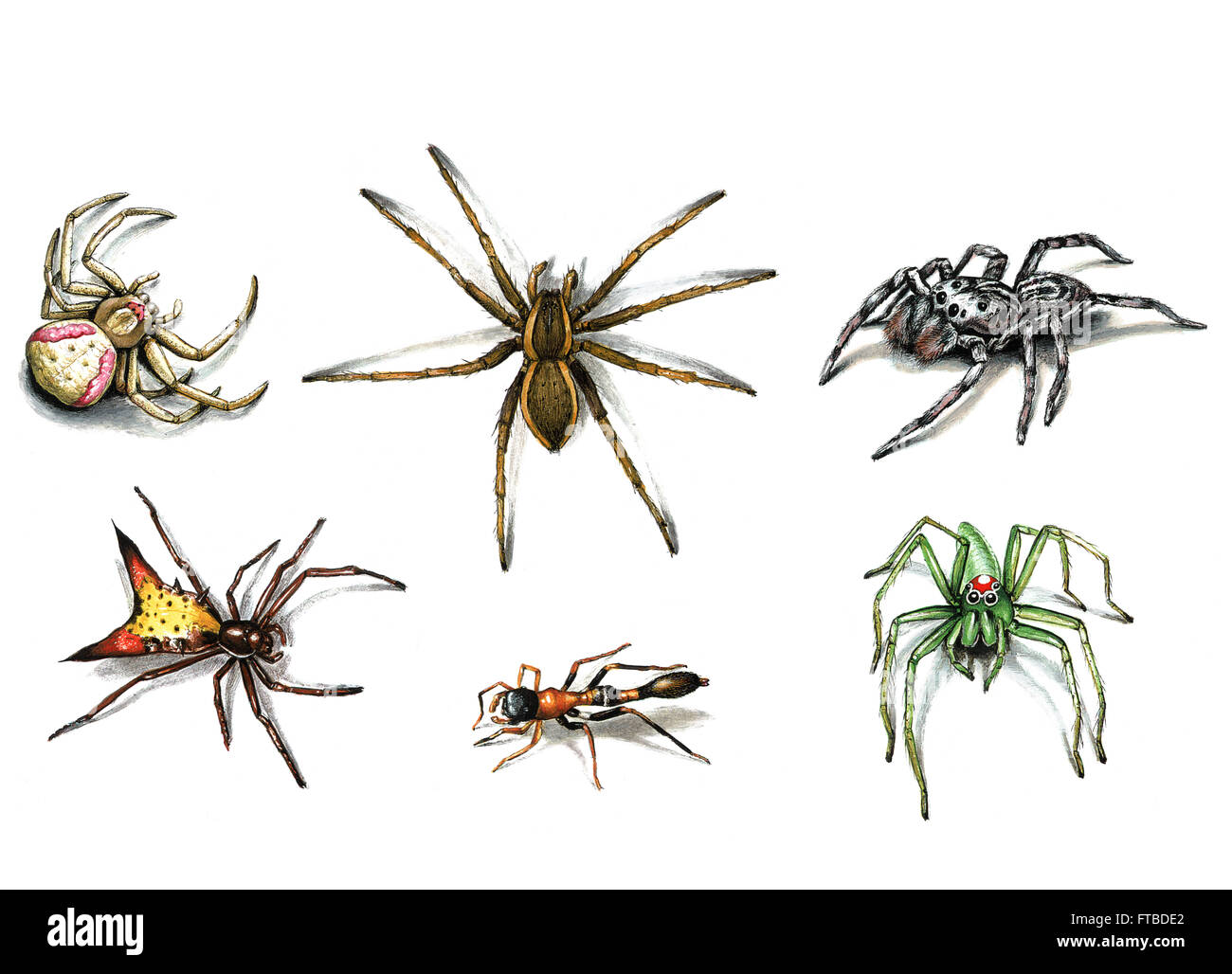 Illustration of arachnids by Bohdan Wroblewski Stock Photo - Alamy