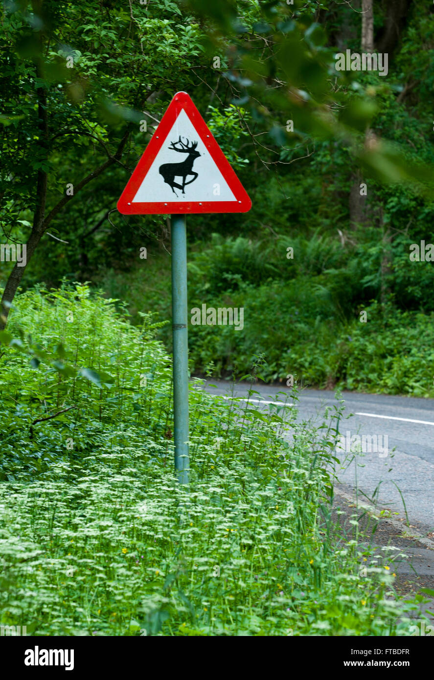 Beware of Deer sign on a road in Scotland. Green trees in the ...