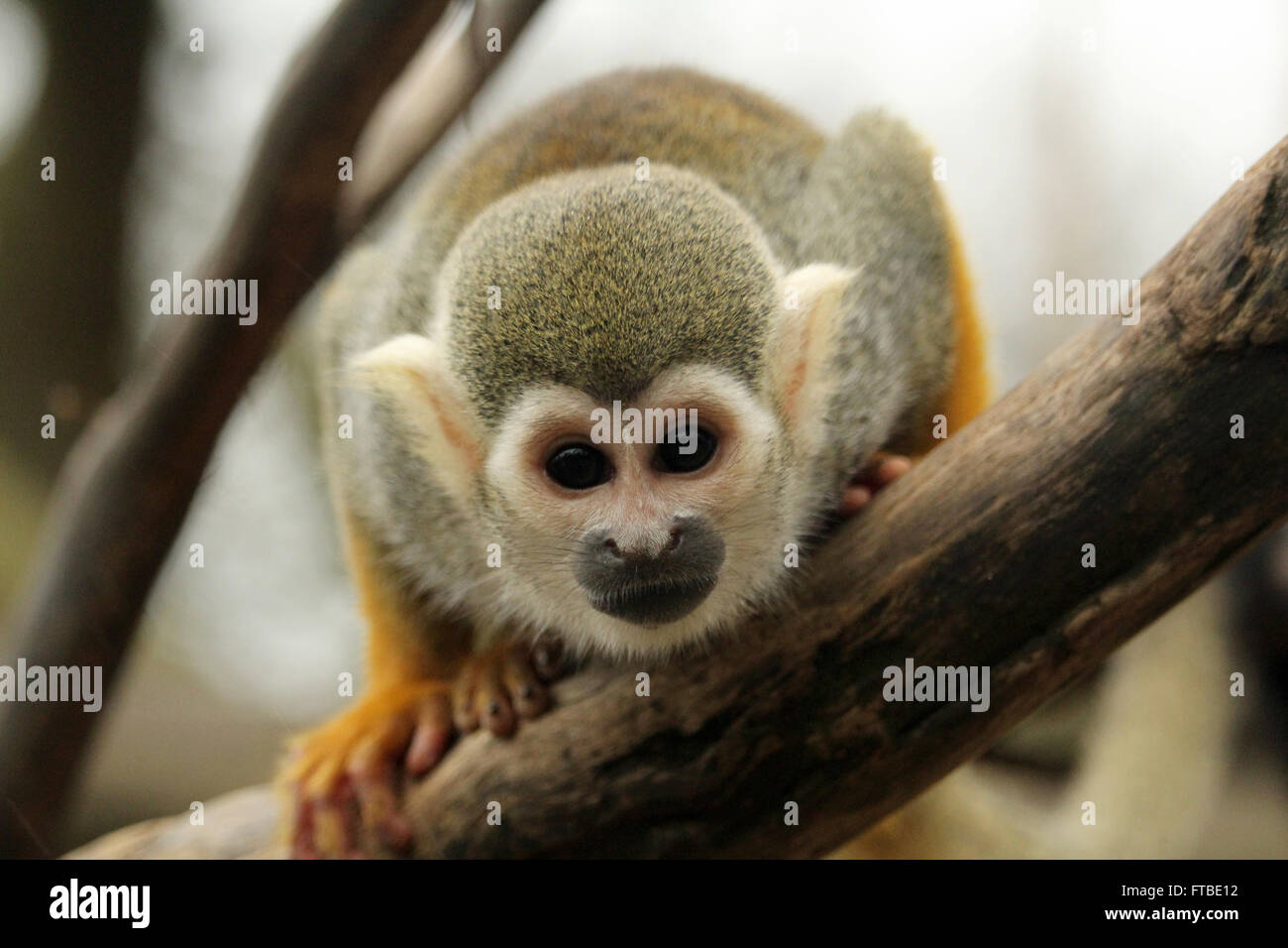 Squirrel monkey looking at the camera Stock Photo - Alamy