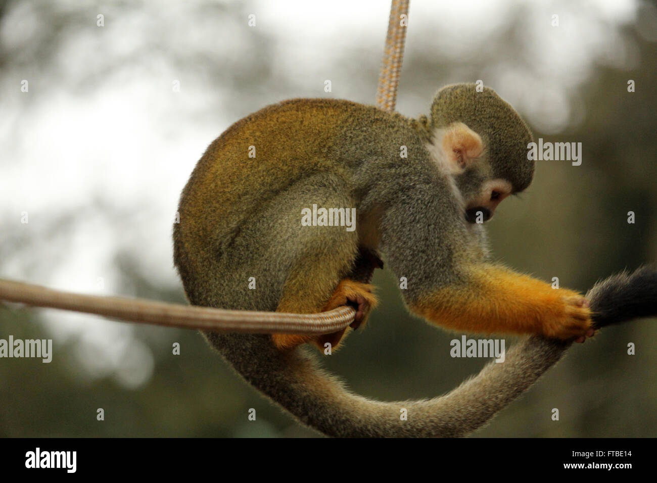 Squirrel monkey playing with its tail Stock Photo - Alamy