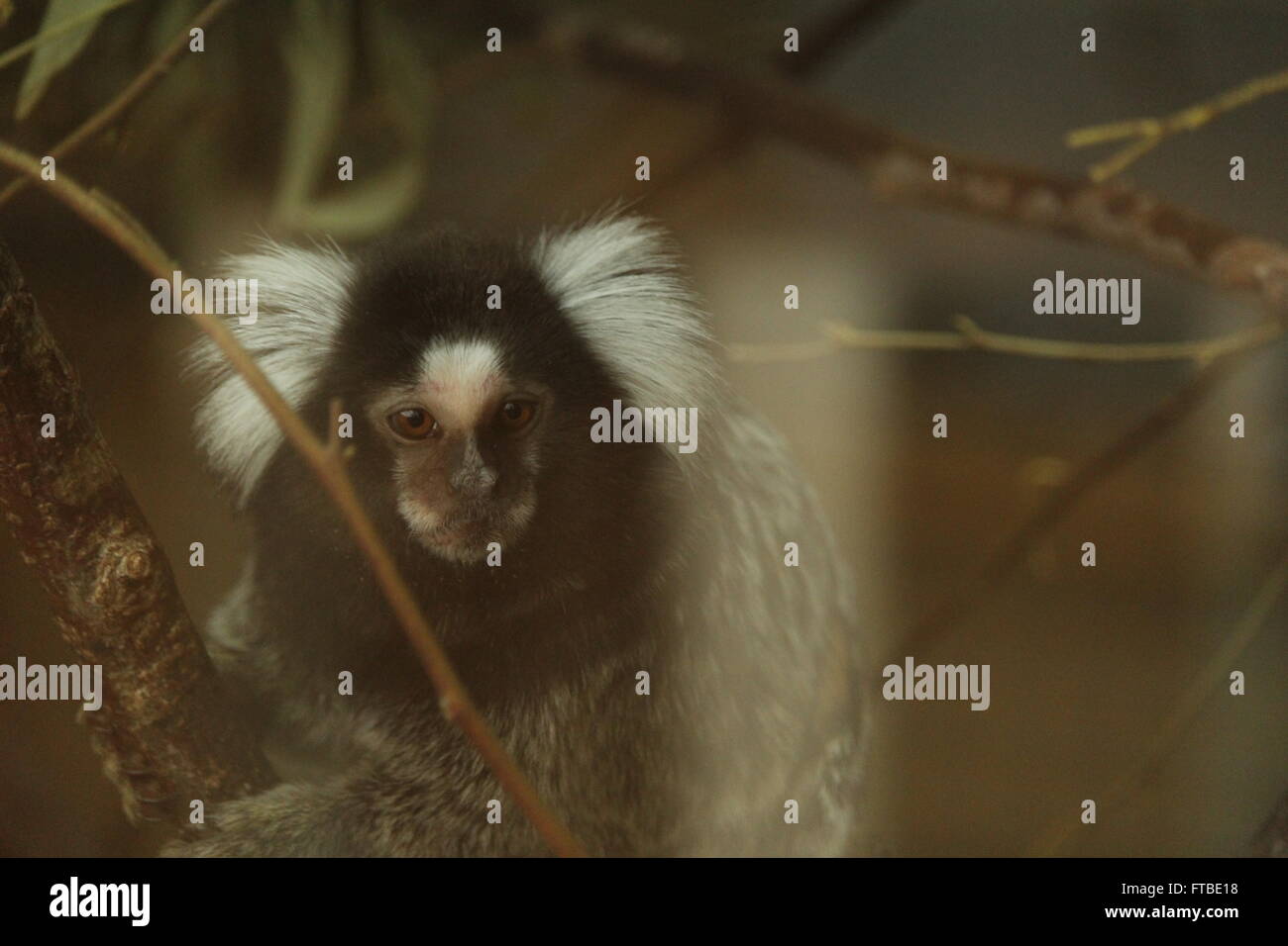 Woburn safari park hi-res stock photography and images - Alamy