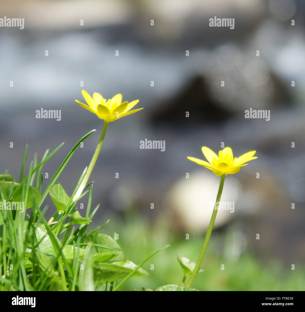 Yellow Spring wildflowers growing along a creek bed Stock Photo - Alamy