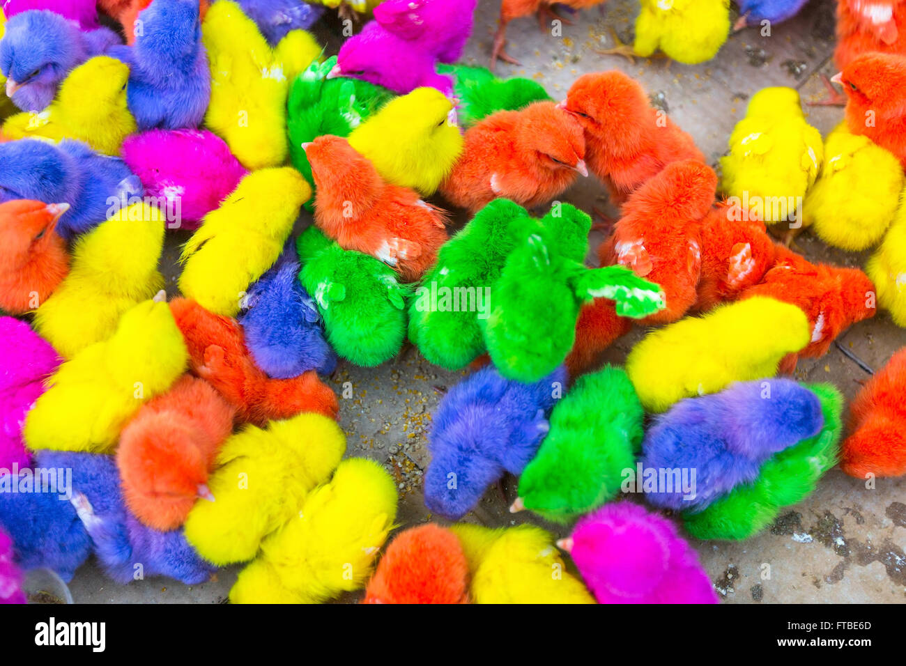 Chickens in a box hi-res stock photography and images - Alamy