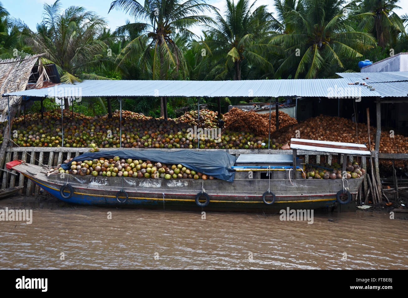 A cargo boat delivers coconuts to a processing operation in the Mekong ...