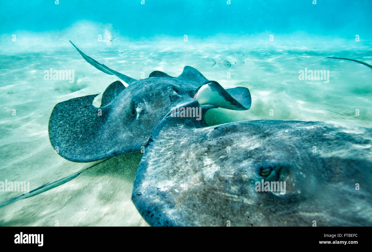 Giant Stingray High Resolution Stock Photography and Images - Alamy