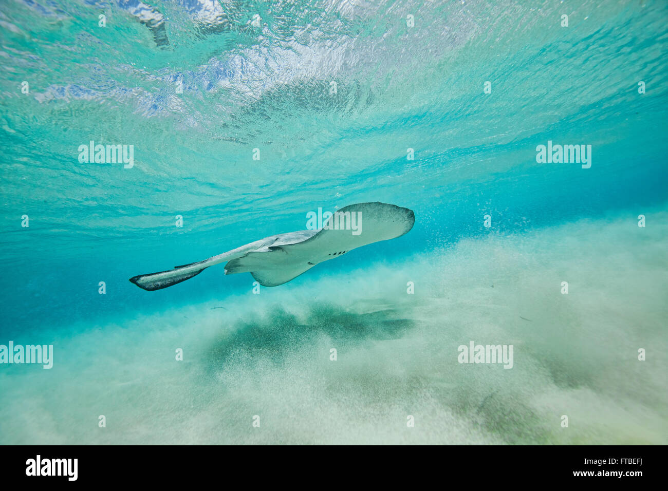 Giant Southern Stingray swimming along the sandy bottom with the waves ...