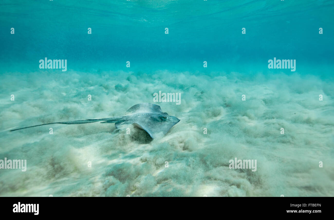 Giant Southern Stingray swimming along the sandy bottom with the waves ...
