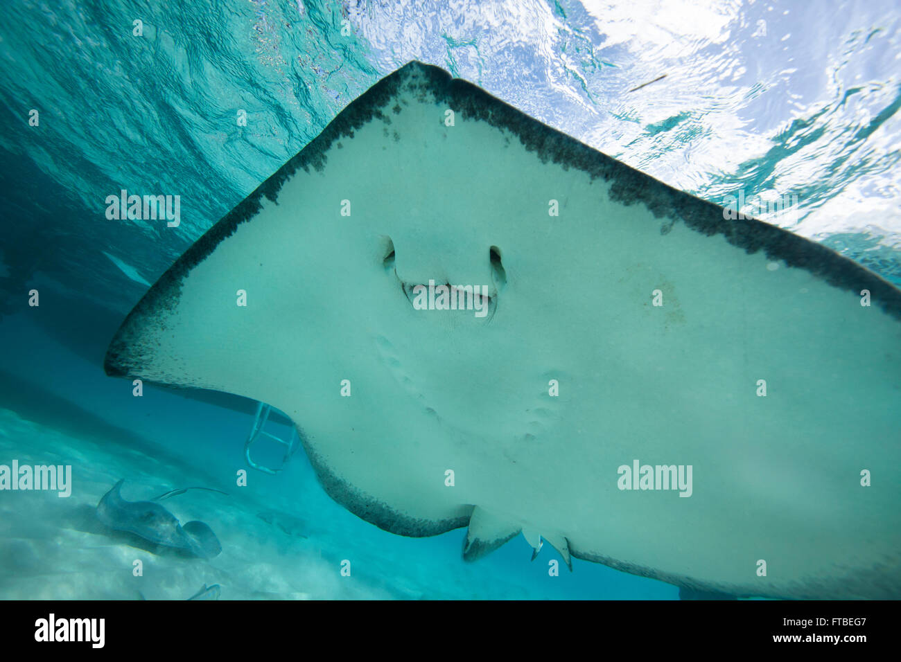 Giant Southern Stingray swimming over the camera with a second stingray ...