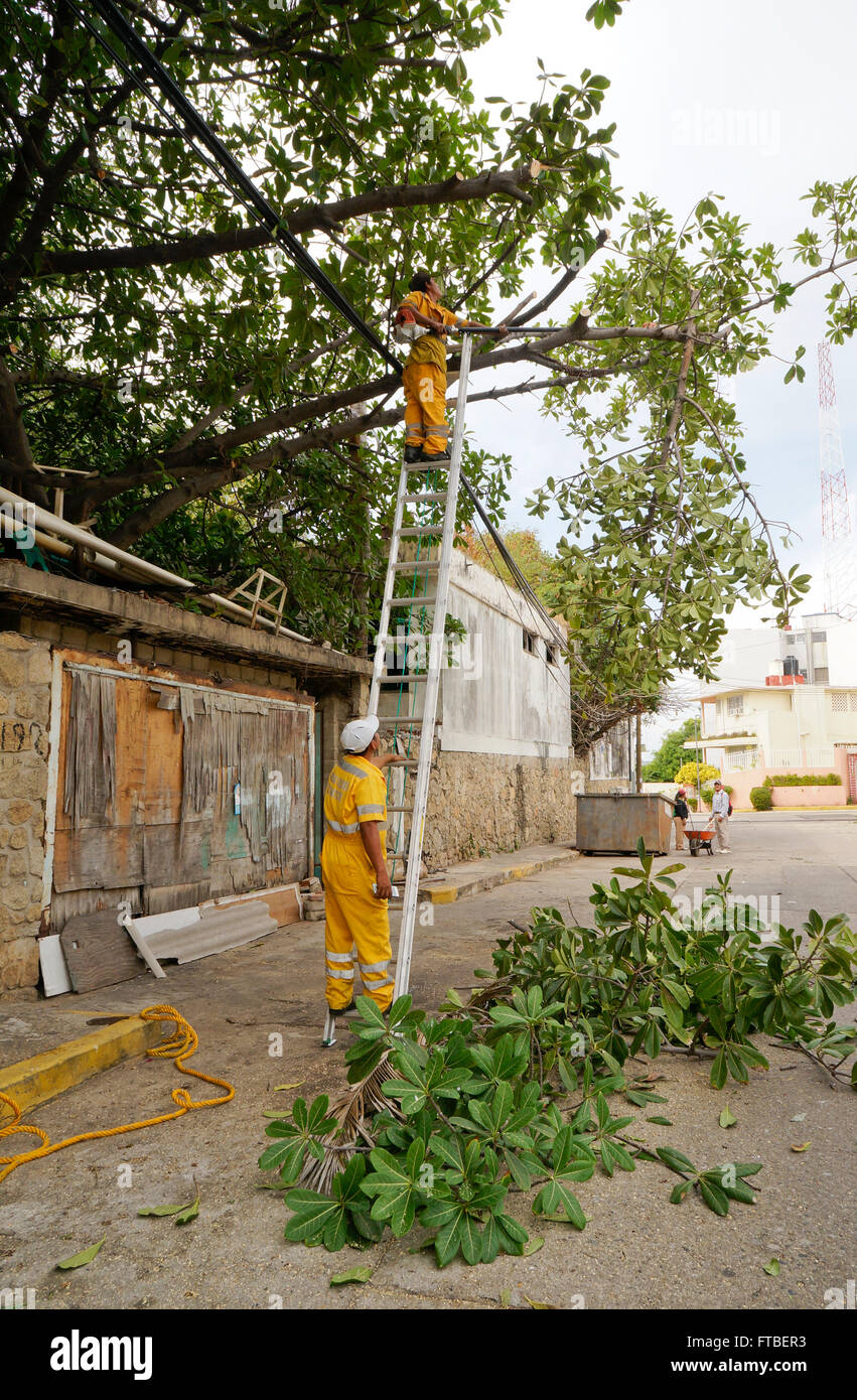 Tree Trimmers on street in Acapulco, Mexico Stock Photo - Alamy