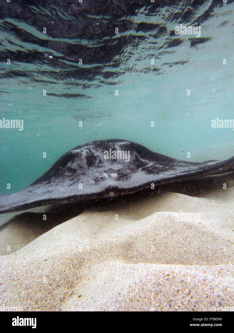 Head-on view of large stingray in shallow water, Hamelin Bay, Margaret ...
