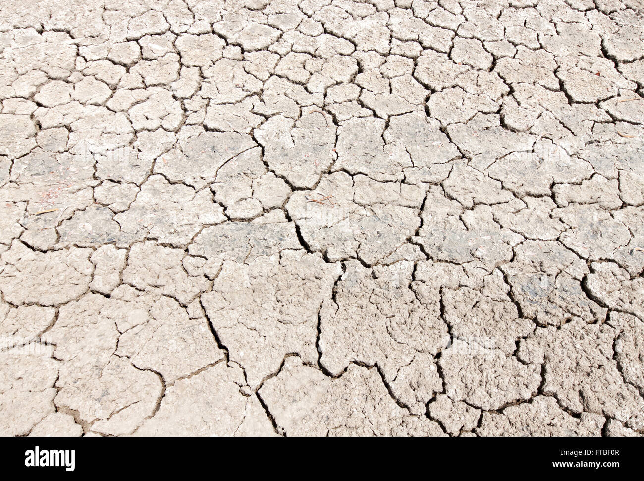 Mangrove forest in parched land nature ground full of salt on the skin ...
