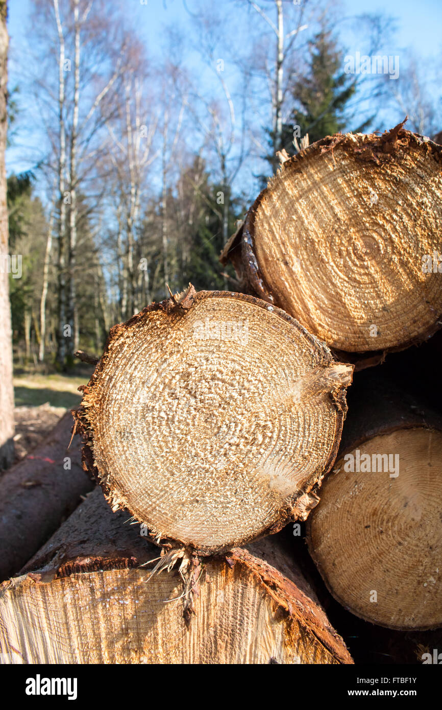 Logs crosscuts on the timber cutting in the forest Stock Photo - Alamy