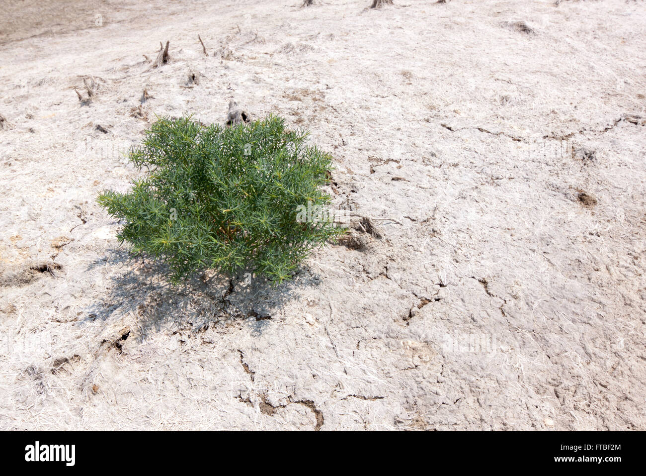 Single tree on a salt white land. Mangrove forest in parched land ...
