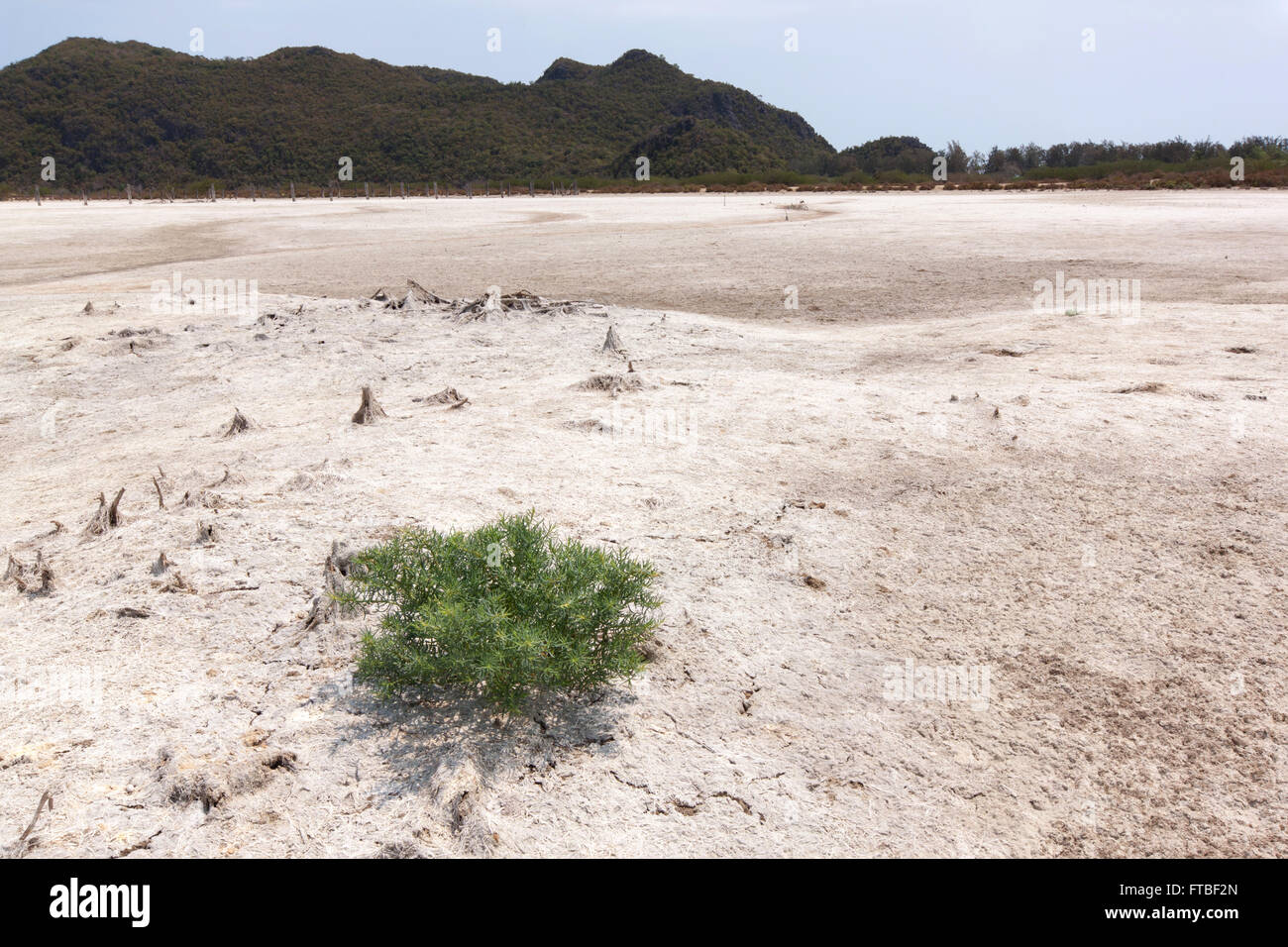 Single tree on a white ground. Mangrove forest in parched land nature ...