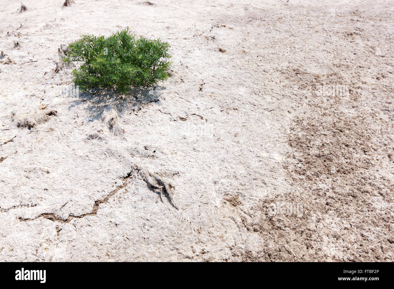 Single tree on a white land. Mangrove forest in parched land nature ...