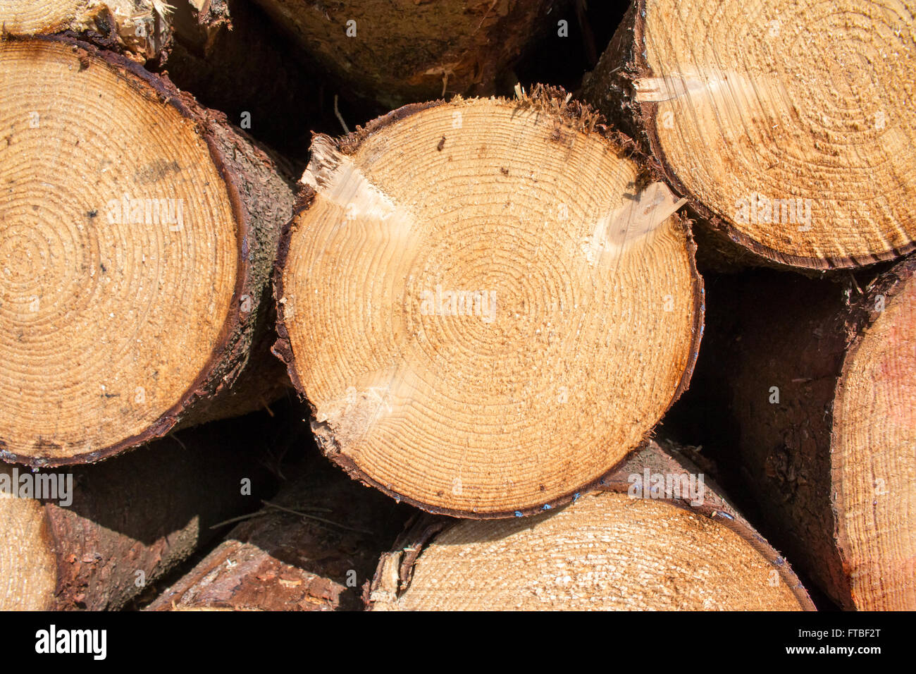 Logs crosscuts on the timber cutting in the forest Stock Photo - Alamy
