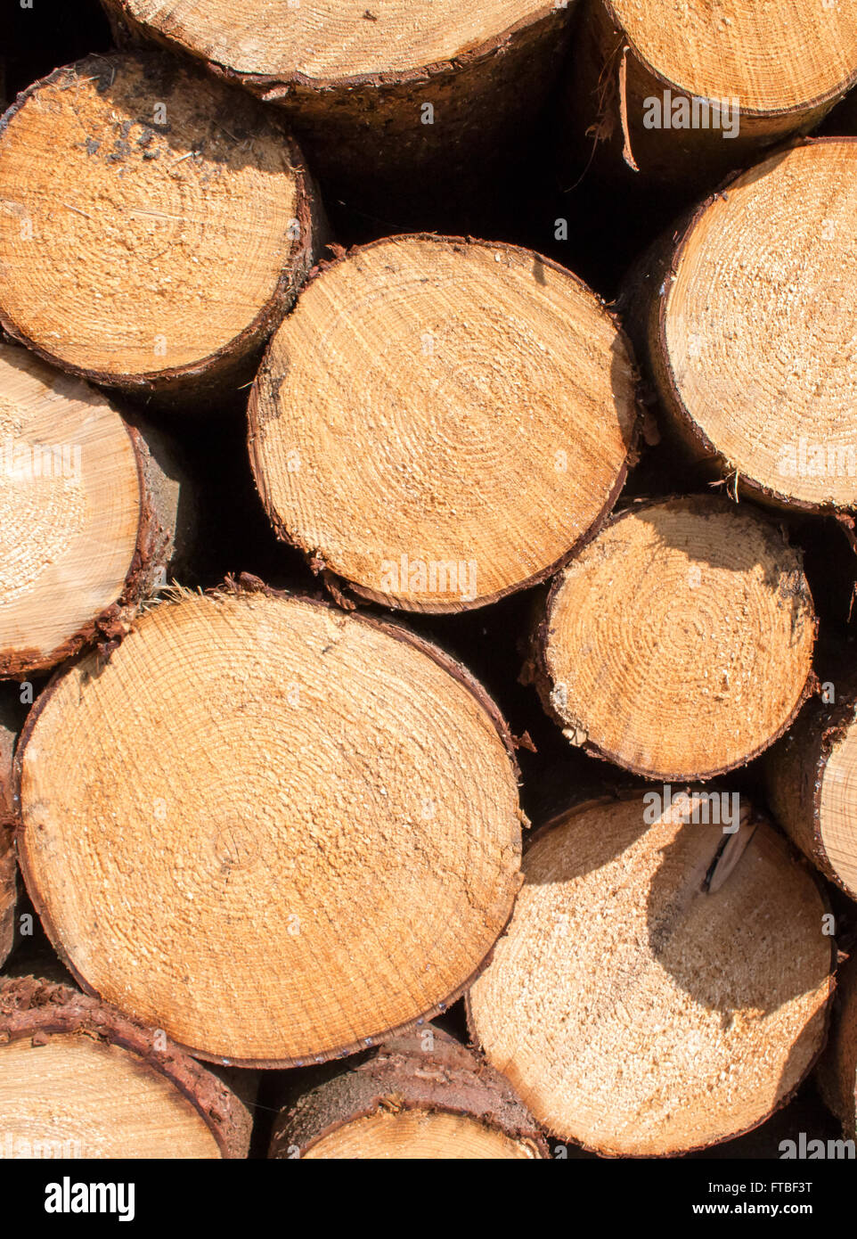 Logs crosscuts on the timber cutting in the forest Stock Photo - Alamy