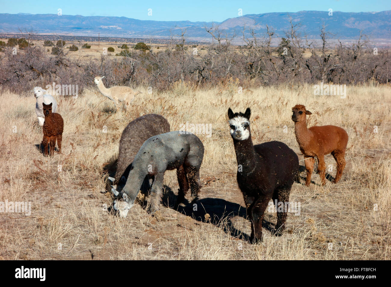 Llamas and alpacas, Colorado, USA Stock Photo - Alamy