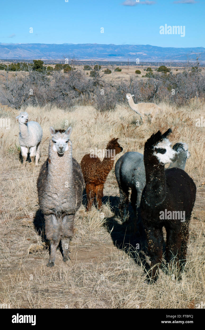 Llamas and alpacas, Colorado, USA Stock Photo - Alamy