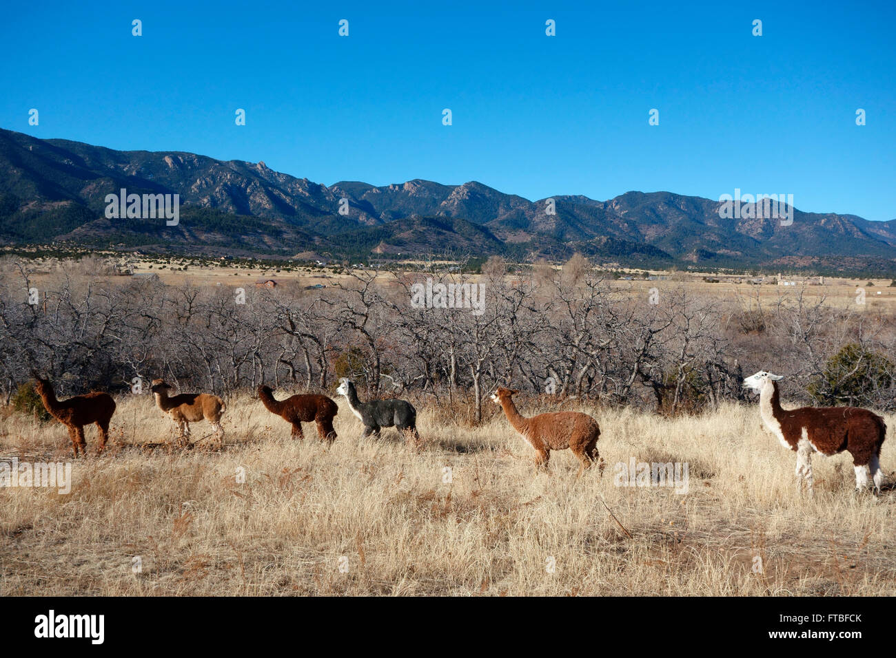 Llamas and alpacas, Colorado, USA Stock Photo - Alamy