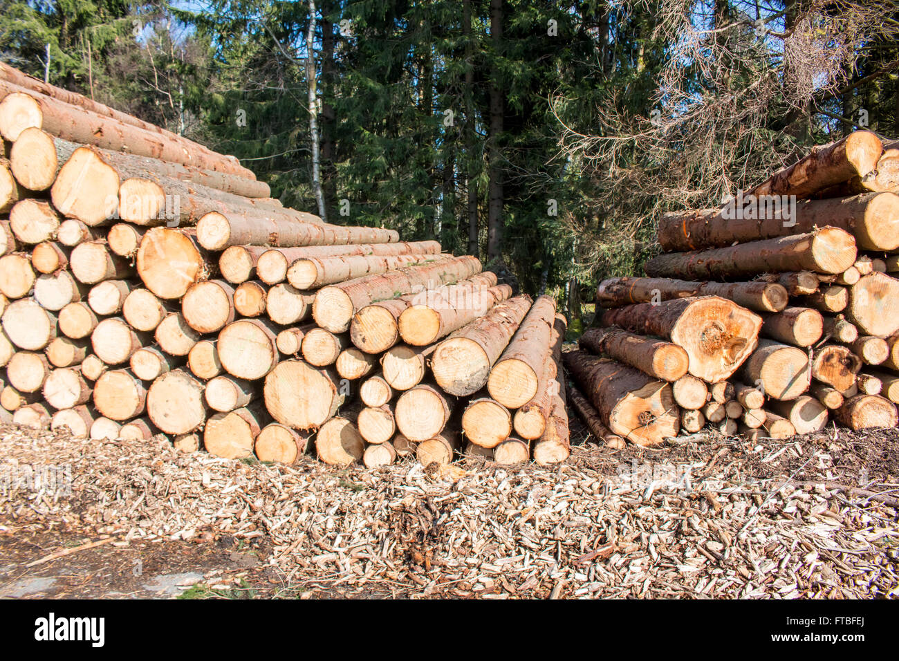 Logs crosscuts on the timber cutting in the forest Stock Photo - Alamy