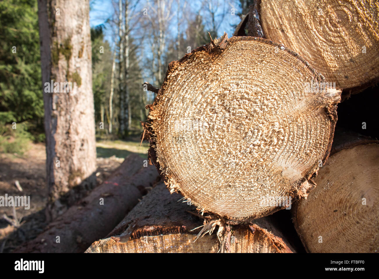 Logs crosscuts on the timber cutting in the forest Stock Photo - Alamy